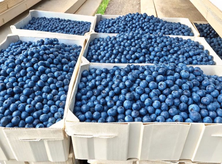 Air Cargo Green Capabilities – Sustainable Global Air Freight ...